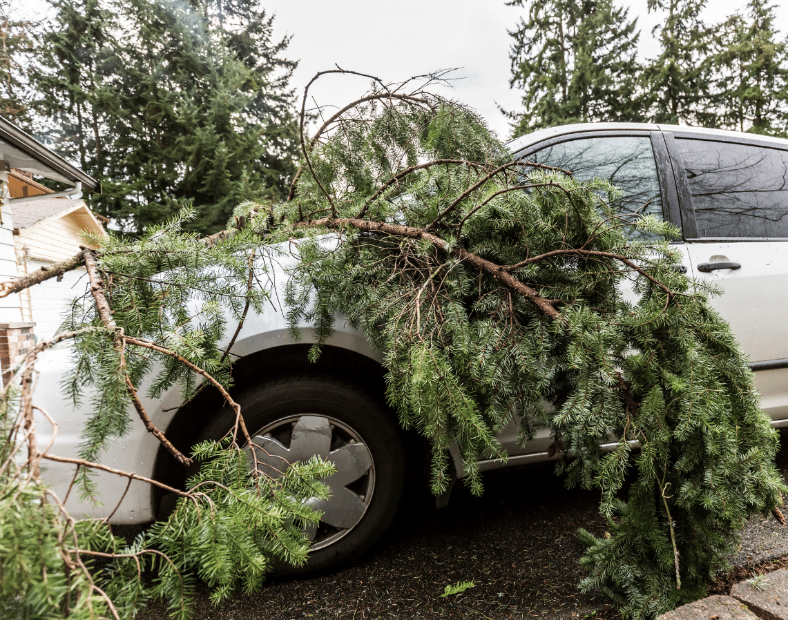 Fallen Tree – Pathway Public Adjusters Inc – House Fire, Consultation